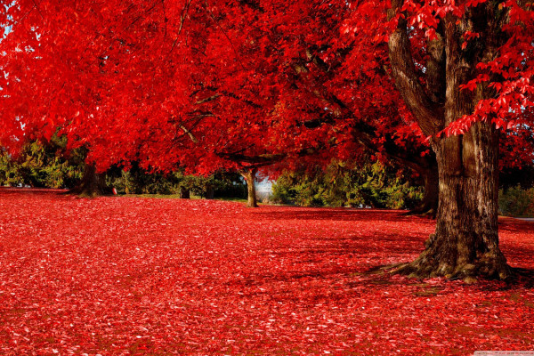 Red Tree Wallpapers - Top Free Red Tree Backgrounds - WallpaperAccess
