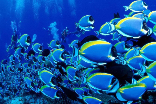 Live Fish Wallpapers - Top Free Live Fish Backgrounds - WallpaperAccess