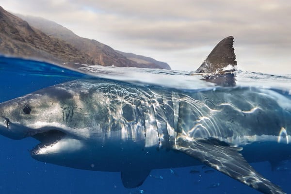 4K Animal Wallpapers - Top Free 4K Animal Backgrounds - WallpaperAccess