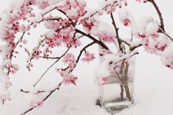 Cherry Desktop Wallpapers - Top Free Cherry Desktop Backgrounds ...