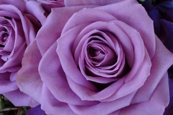 Purple and Pink Roses Wallpapers - Top Free Purple and Pink Roses ...