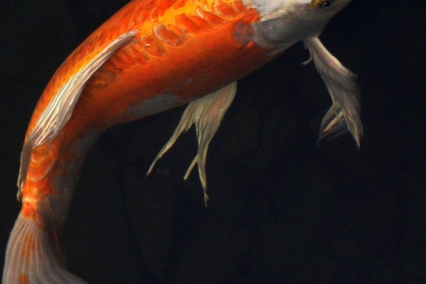 Yin Yang Koi Fish Wallpapers - Top Free Yin Yang Koi Fish Backgrounds ...