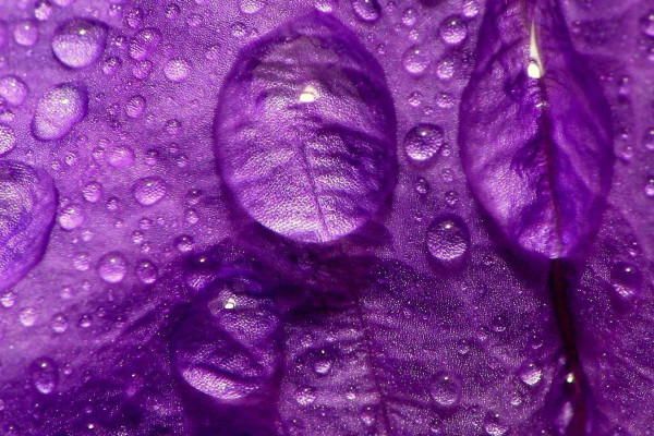 Purple Apple Wallpapers - Top Free Purple Apple Backgrounds ...