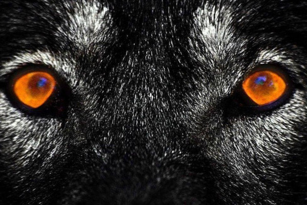 Red Wolf iPhone Wallpapers - Top Free Red Wolf iPhone Backgrounds ...