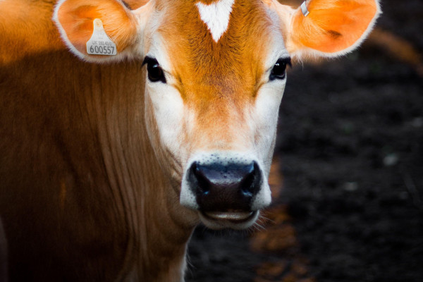 Livestock Wallpapers - Top Free Livestock Backgrounds - WallpaperAccess