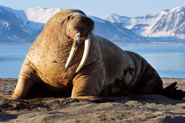 Alok Wallpapers - Top Free Alok Backgrounds - WallpaperAccess