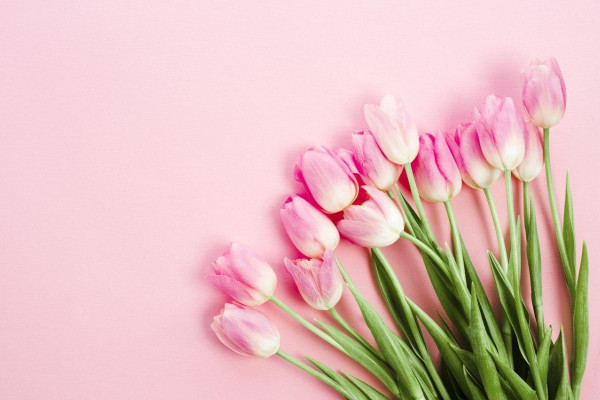 Red Tulips Wallpapers - Top Free Red Tulips Backgrounds - WallpaperAccess