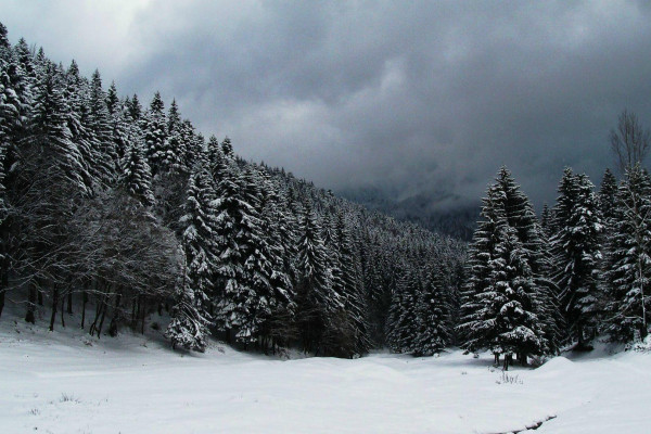 White Forest Wallpapers - Top Free White Forest Backgrounds ...