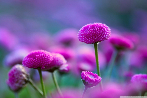 Animated Flower Wallpapers - Top Free Animated Flower Backgrounds ...