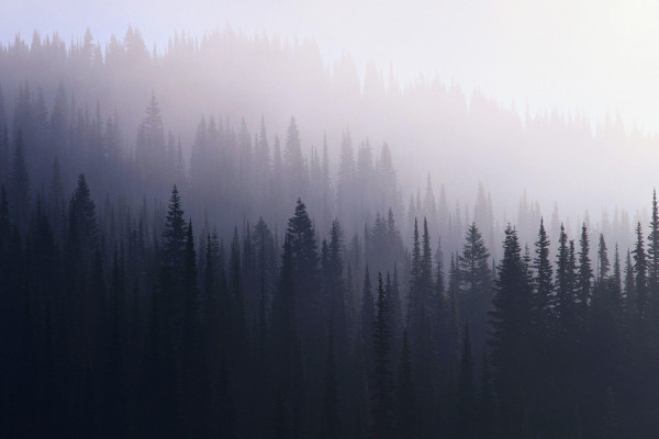 Dark Forest Phone Wallpapers Top Free Dark Forest Phone Backgrounds