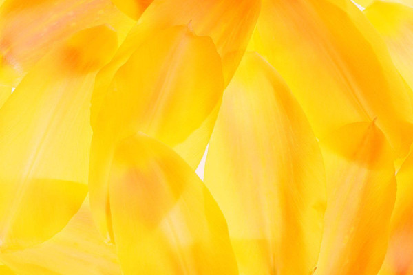 Yellow Colour Wallpapers - Top Free Yellow Colour Backgrounds ...