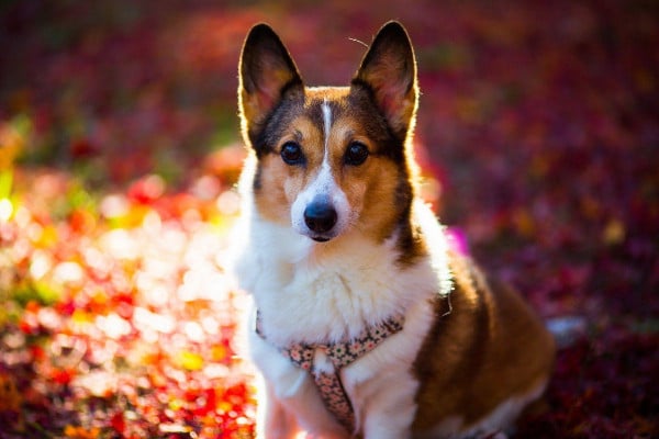 Christmas Corgi Wallpapers - Top Free Christmas Corgi Backgrounds ...