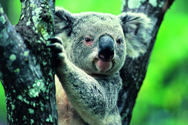 Cute Koala Wallpapers - Top Free Cute Koala Backgrounds - WallpaperAccess