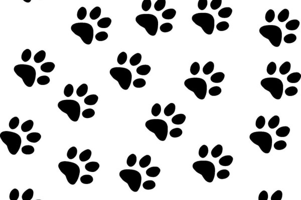 Paw Wallpapers - Top Free Paw Backgrounds - WallpaperAccess