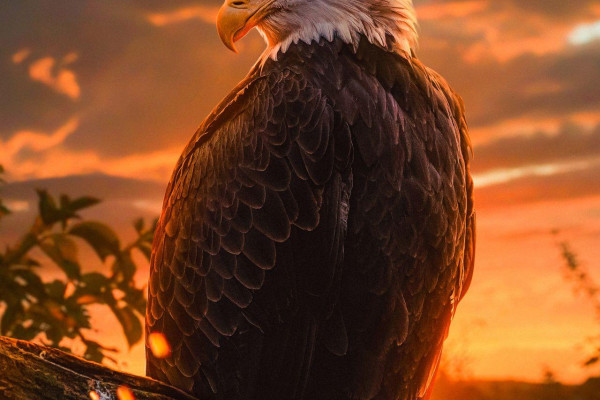 Dark Eagle Wallpapers - Top Free Dark Eagle Backgrounds - WallpaperAccess