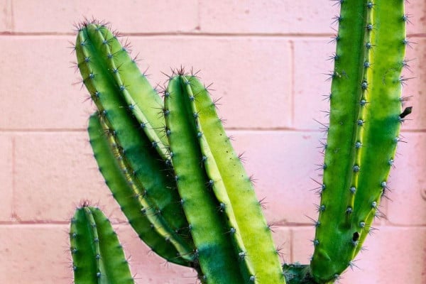 Pink Cactus Desktop Wallpapers - Top Free Pink Cactus Desktop ...