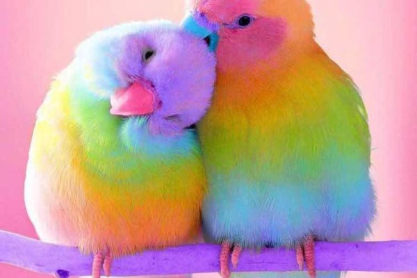 Beautiful Birds Wallpapers - Top Free Beautiful Birds Backgrounds ...