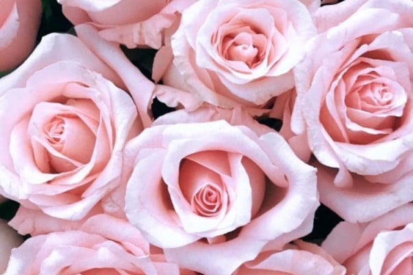 Baby Pink Wallpapers - Top Free Baby Pink Backgrounds - WallpaperAccess