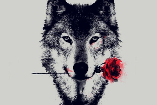 Cute Cartoon Wolf Wallpapers - Top Free Cute Cartoon Wolf Backgrounds ...