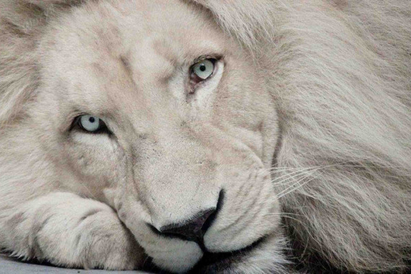 Red Lion Wallpapers - Top Free Red Lion Backgrounds - WallpaperAccess