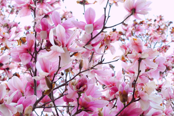 Magnolia Desktop Wallpapers - Top Free Magnolia Desktop Backgrounds ...