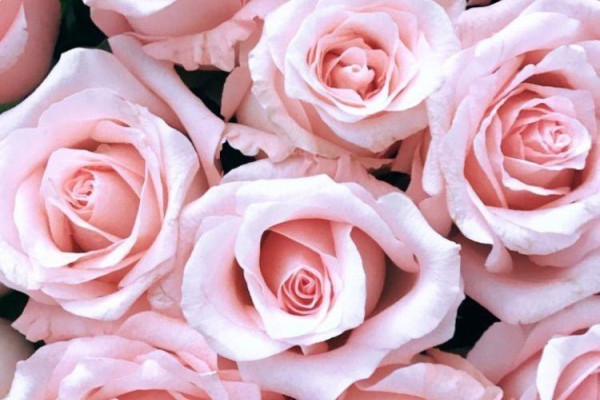 Pastel Roses Wallpapers - Top Free Pastel Roses Backgrounds ...