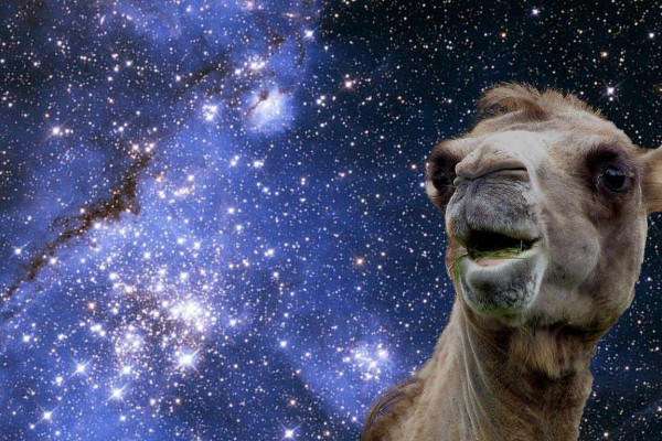Funny Llama Wallpapers - Top Free Funny Llama Backgrounds - WallpaperAccess