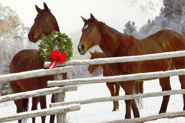 Spring Horse Wallpapers - Top Free Spring Horse Backgrounds ...