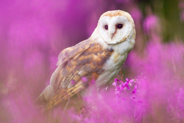 Spring Owl Wallpapers - Top Free Spring Owl Backgrounds - WallpaperAccess