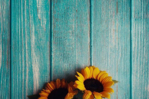 Blue Flowers Phone Wallpapers - Top Free Blue Flowers Phone Backgrounds ...