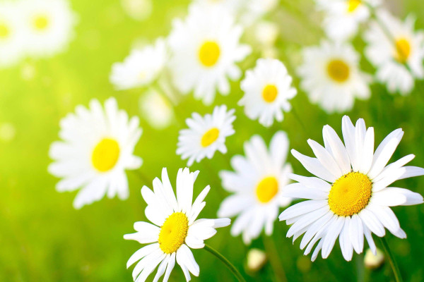 Green Flower Wallpapers - Top Free Green Flower Backgrounds ...