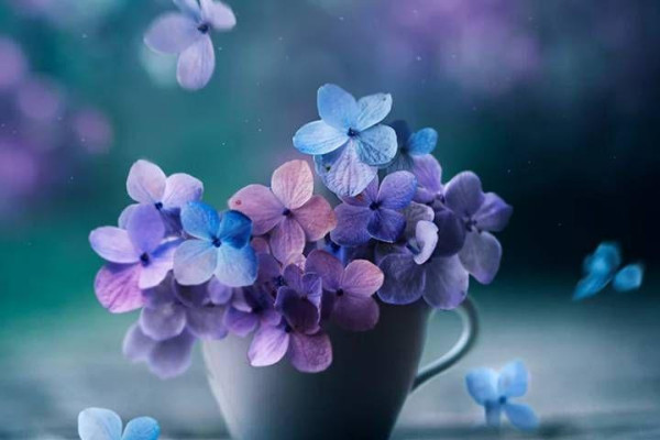 Light Flower Wallpapers - Top Free Light Flower Backgrounds ...