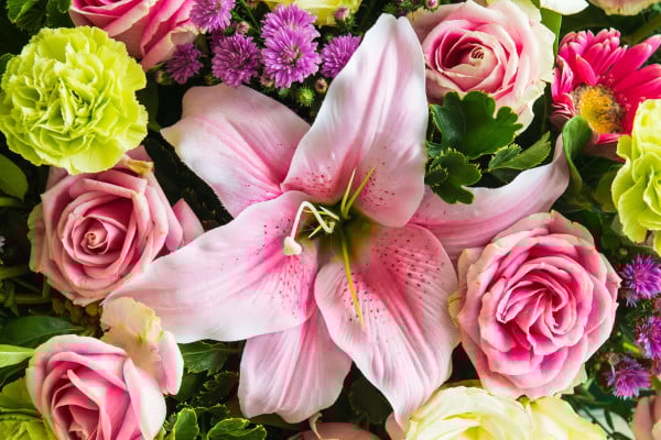 6000 X 4800 Flower Wallpapers - Top Free 6000 X 4800 Flower Backgrounds ...