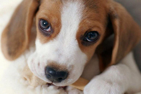 Beagle Phone Wallpapers - Top Free Beagle Phone Backgrounds ...