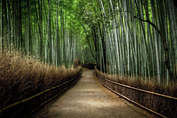 Zen Bamboo Wallpapers - Top Free Zen Bamboo Backgrounds - WallpaperAccess