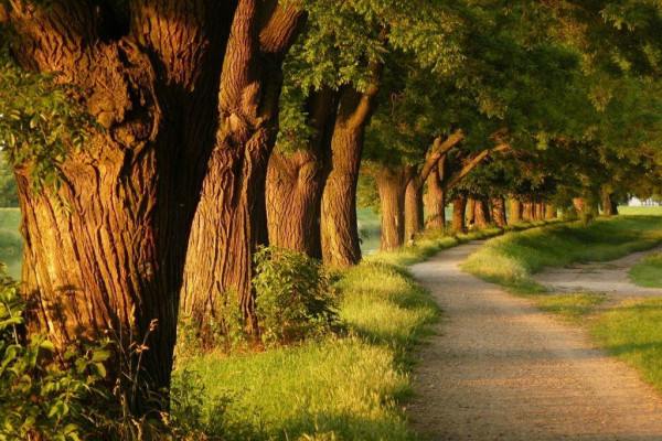 Rare Wallpapers - Top Free Rare Backgrounds - WallpaperAccess