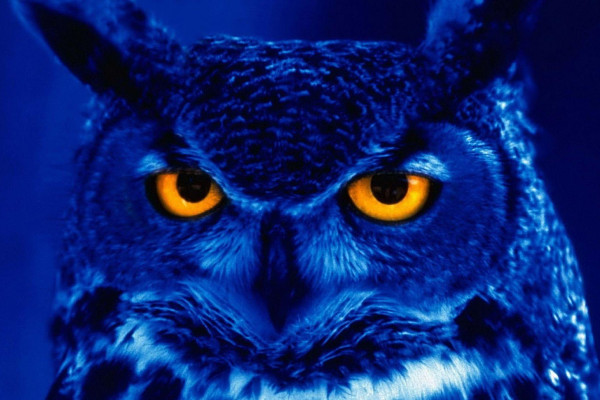 Scary Owl Wallpapers - Top Free Scary Owl Backgrounds - WallpaperAccess