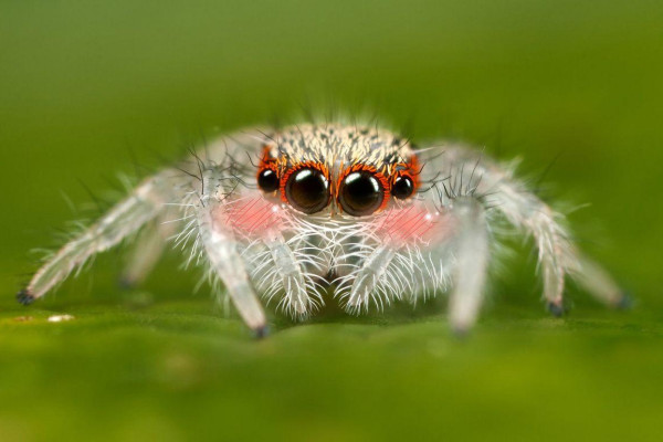 Red Spider Wallpapers - Top Free Red Spider Backgrounds - WallpaperAccess