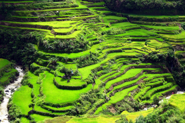 Philippines Rice Wallpapers - Top Free Philippines Rice Backgrounds ...