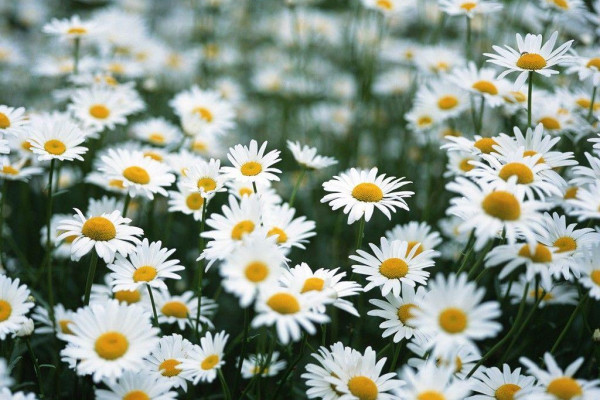 Spring Aesthetic Desktop Wallpapers - Top Free Spring Aesthetic Desktop ...