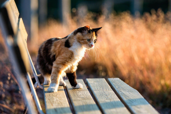 Crazy Cat Desktop Wallpapers - Top Free Crazy Cat Desktop Backgrounds ...