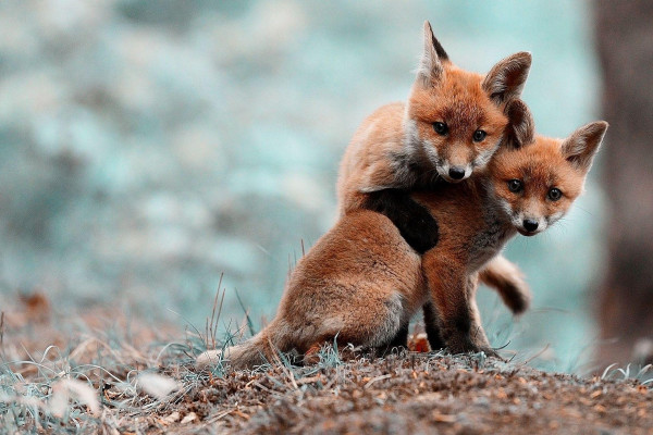 Grey Fox Wallpapers - Top Free Grey Fox Backgrounds - WallpaperAccess