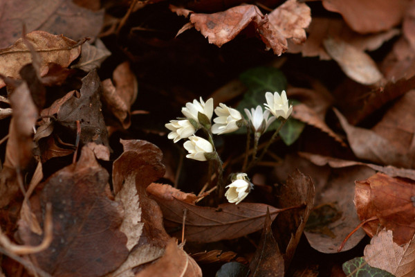Beige Flower Wallpapers - Top Free Beige Flower Backgrounds ...