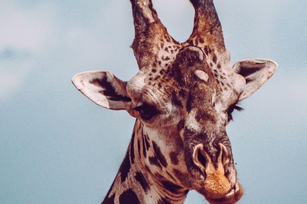 Giraffe Print Wallpapers - Top Free Giraffe Print Backgrounds ...