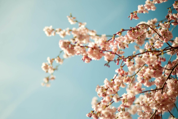 Cherry Tree Wallpapers - Top Free Cherry Tree Backgrounds - WallpaperAccess