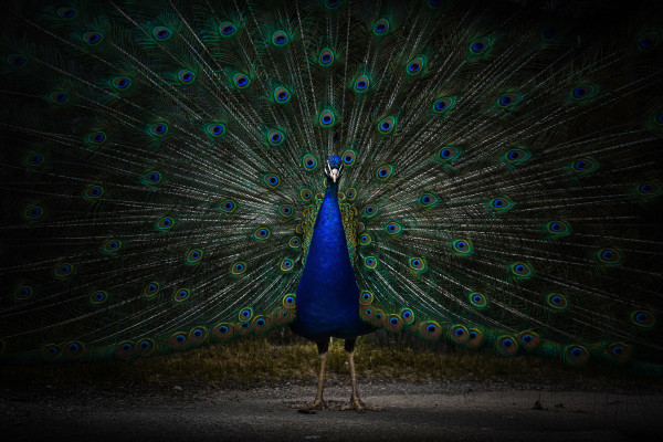 Peacock Wallpapers - Top Free Peacock Backgrounds - WallpaperAccess