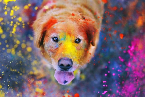 Dog Print Wallpapers - Top Free Dog Print Backgrounds - WallpaperAccess