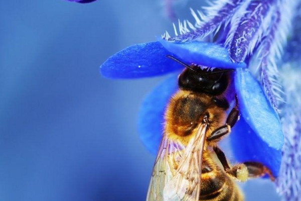 Beehive Wallpapers - Top Free Beehive Backgrounds - WallpaperAccess