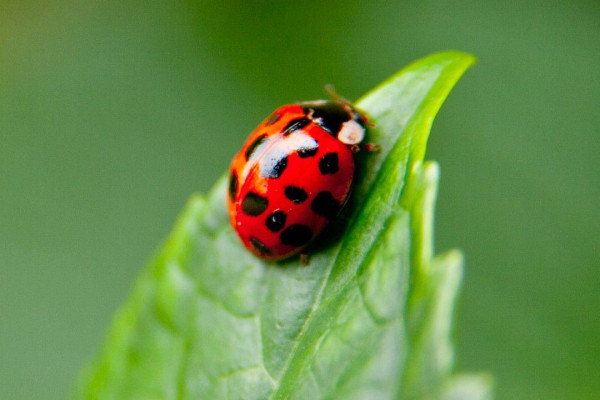 Bug Computer Wallpapers - Top Free Bug Computer Backgrounds ...