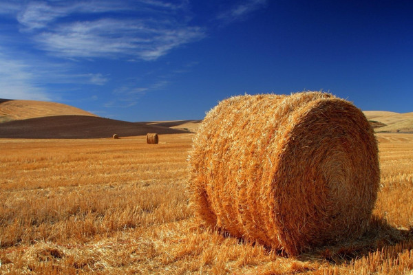 Dead Grass Wallpapers - Top Free Dead Grass Backgrounds - WallpaperAccess